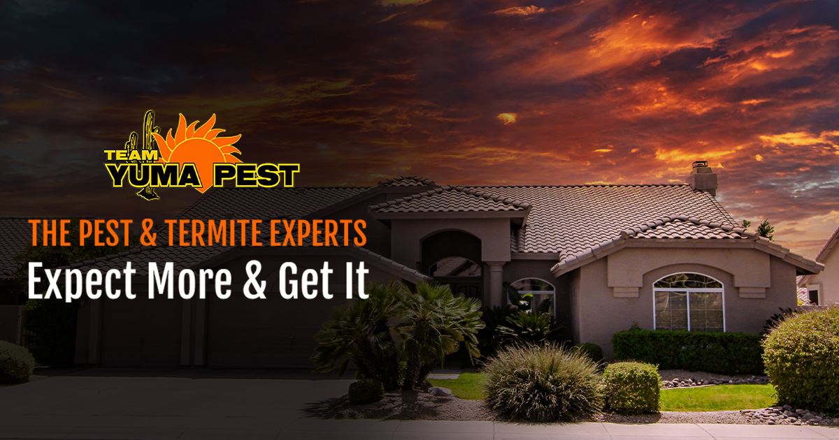 Yuma Snake Control | Yuma Pest & Termite Systems