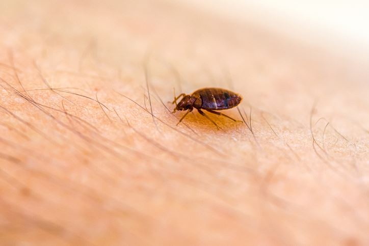 How Do Bed Bugs Get Into Your Home | Yuma Pest Blog