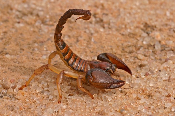 The Danger of Scorpions | Yuma Pest Blog
